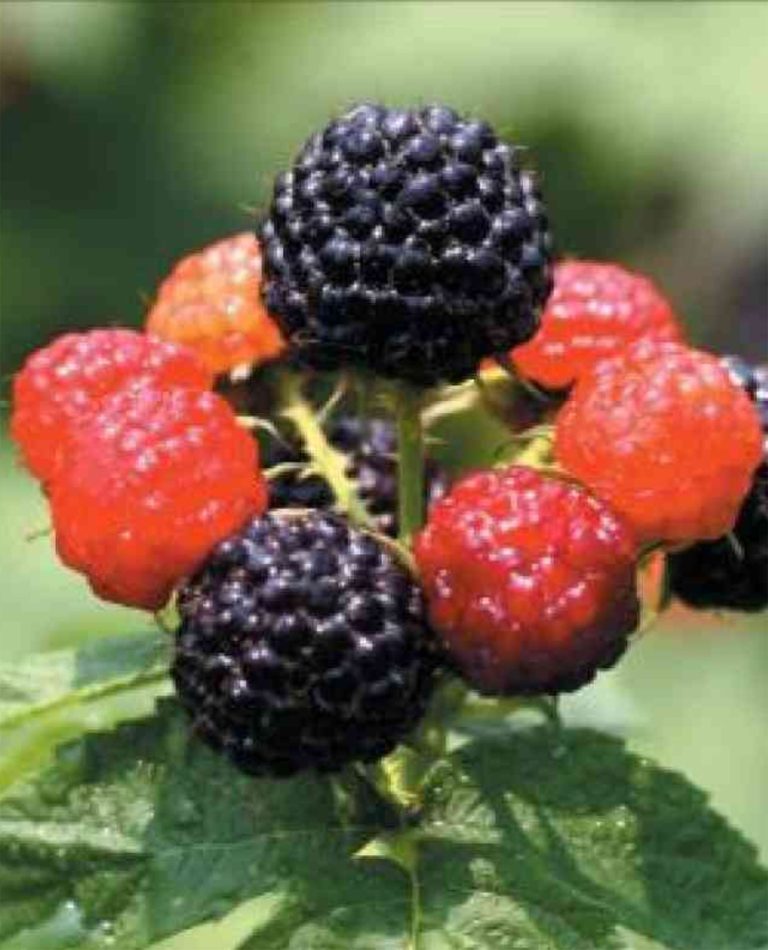 EVIRON HEALTH DRINK – Clarion Medicals Ltd